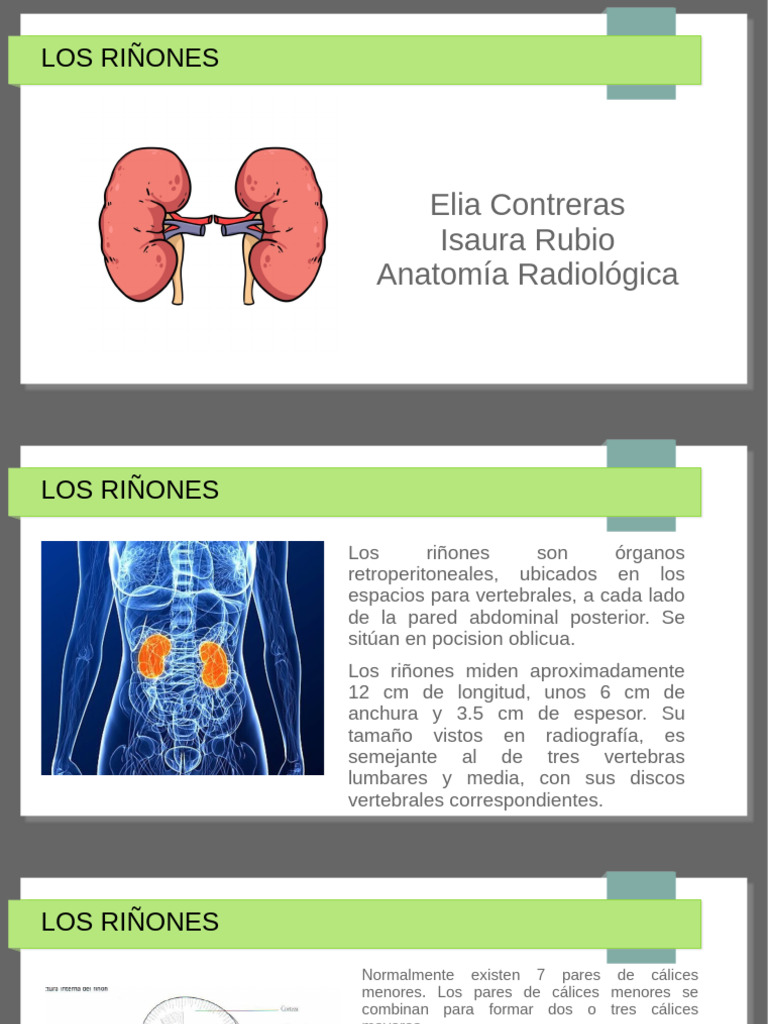 Lobulación Diafragmática en Riñones | PDF | Riñón | Abdomen