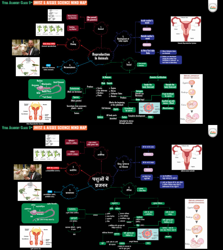 Reproduction in Animals - Mind Map | PDF