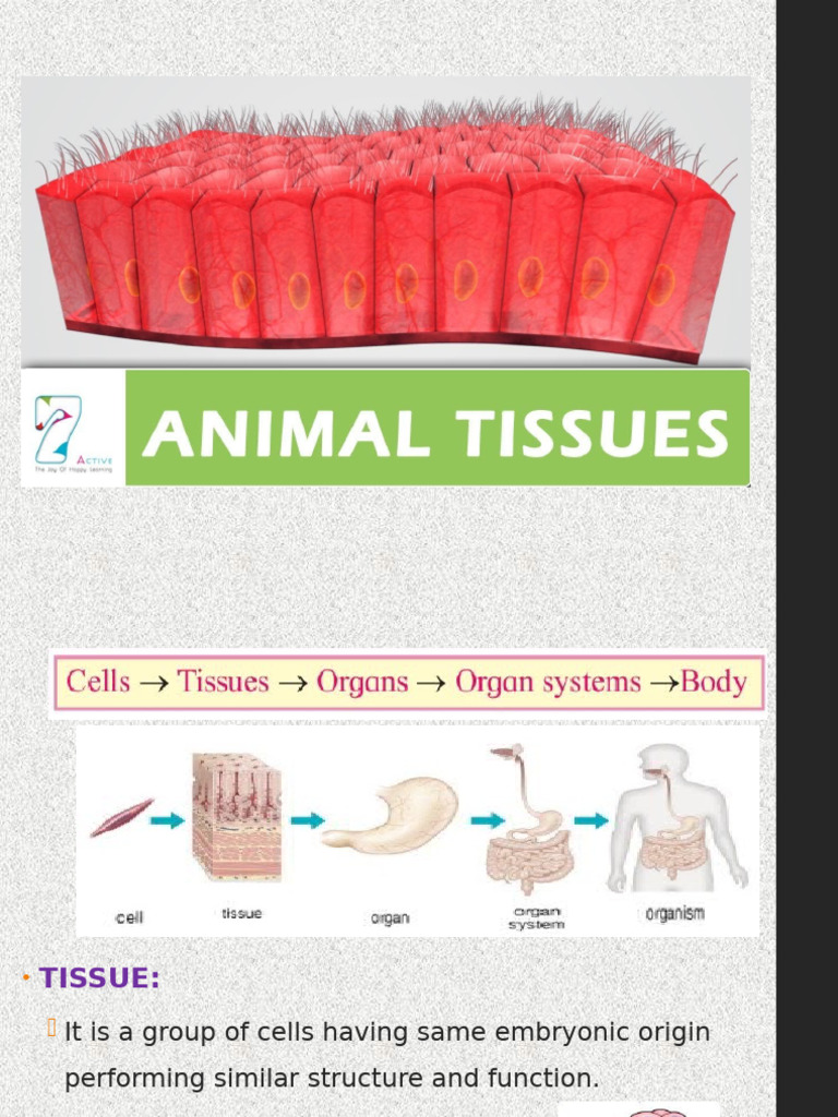 CHP 6.animal Tissue Cbse | PDF | Epithelium | Axon