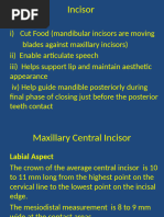 Anatomy of Maxillary Central Incisor | PDF | Dental Anatomy | Dentistry ...
