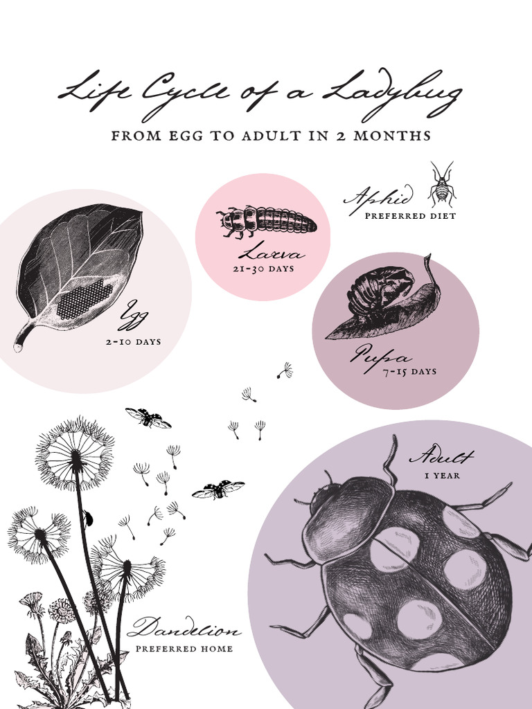 Life Cycle of A Lady Bug | PDF