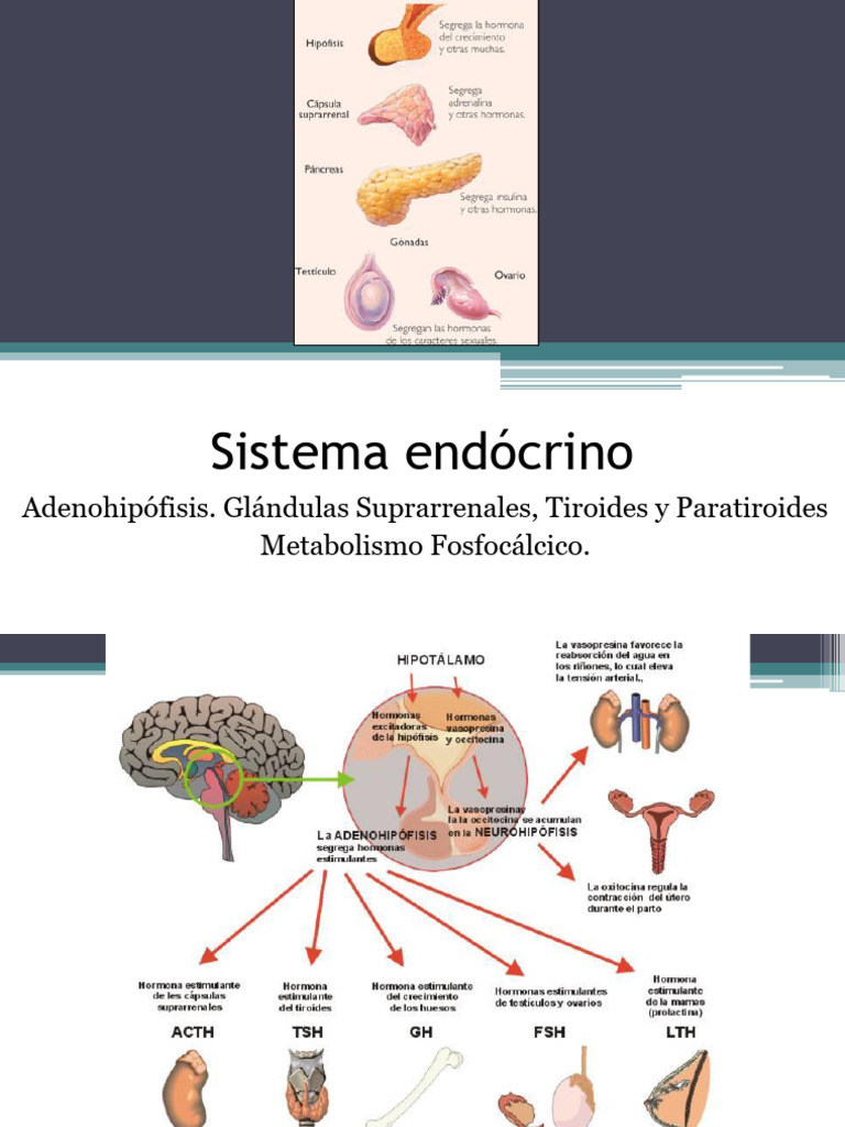 Endocrino 2 - Suprarrenal Tiroides Paratiroides | PDF | Cortisol | Glándula suprarrenal