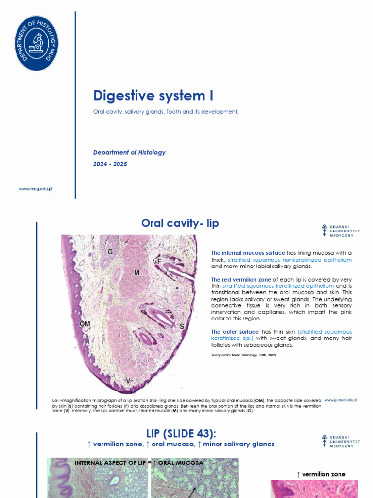 11 Digestive System I Oral Cavity Salivary Glands. Tooth and Its ...