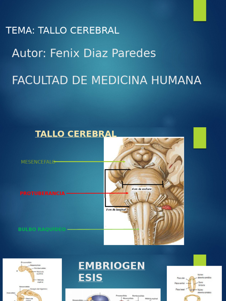 Anatomía del Tallo Cerebral | PDF