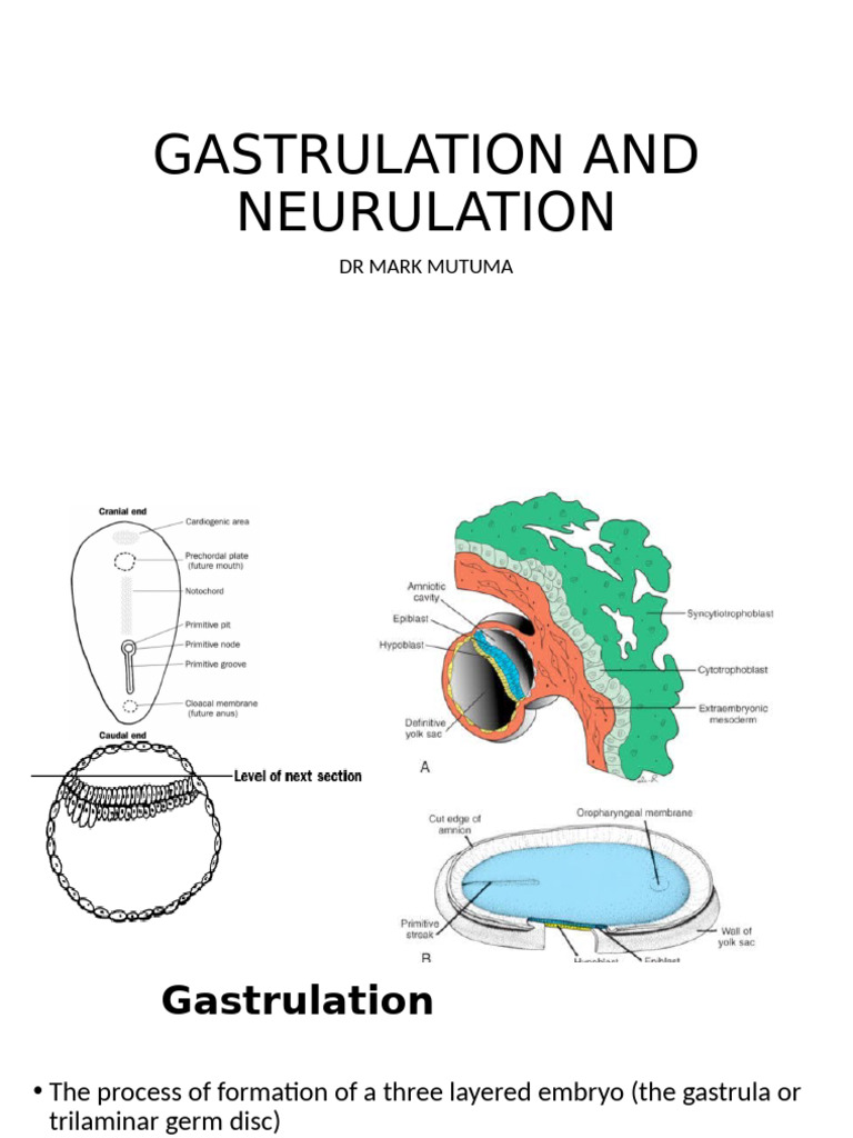 Gastrulation and Neurulation | PDF | Anatomy | Developmental Biology