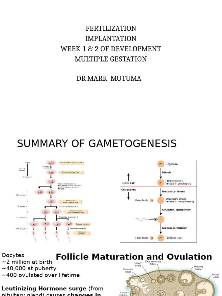 Fertilization Implantation Multiple Gestation | PDF | Reproduction | Anatomy