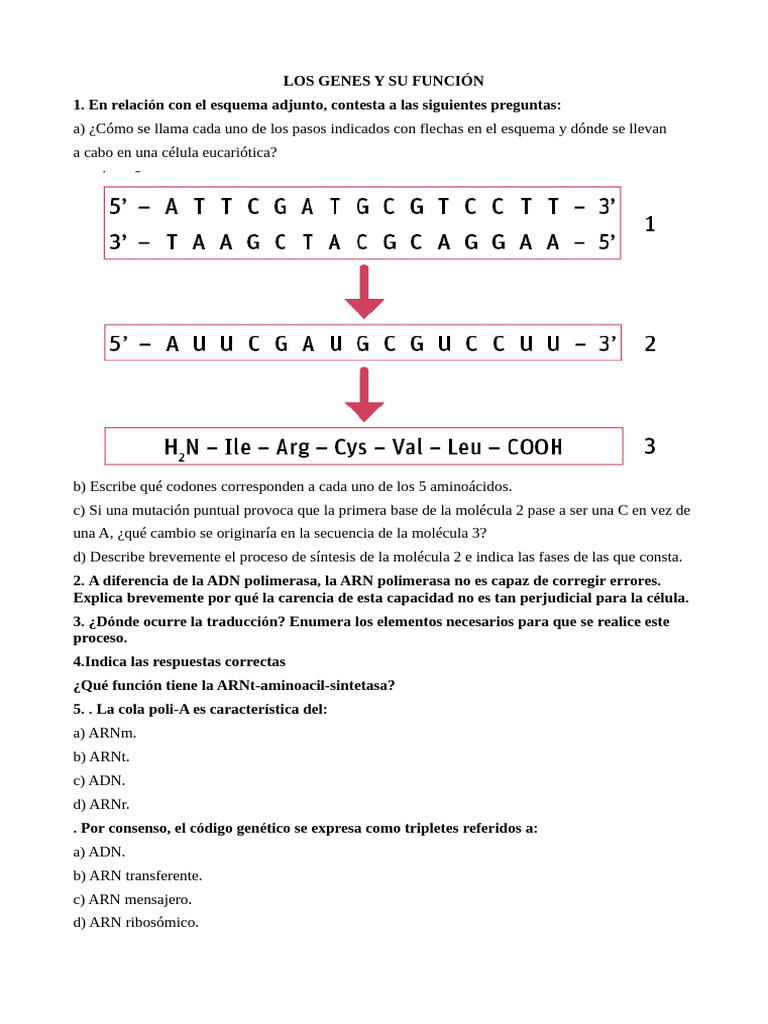 Funciones y Procesos de los Genes | PDF | Rna | Traducción (biología)
