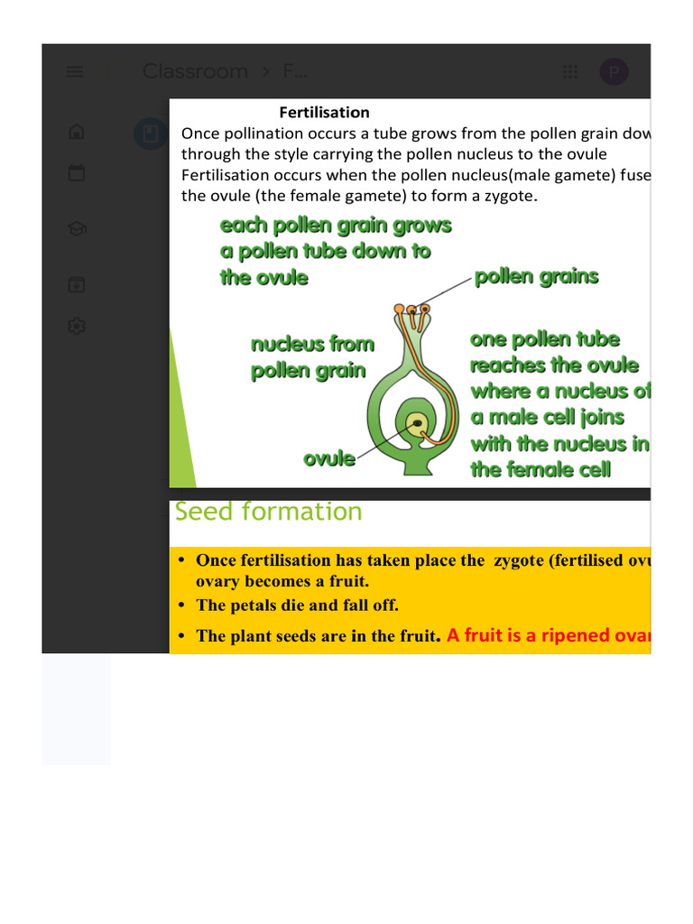 Fertilisation To Seed Dispersal | PDF