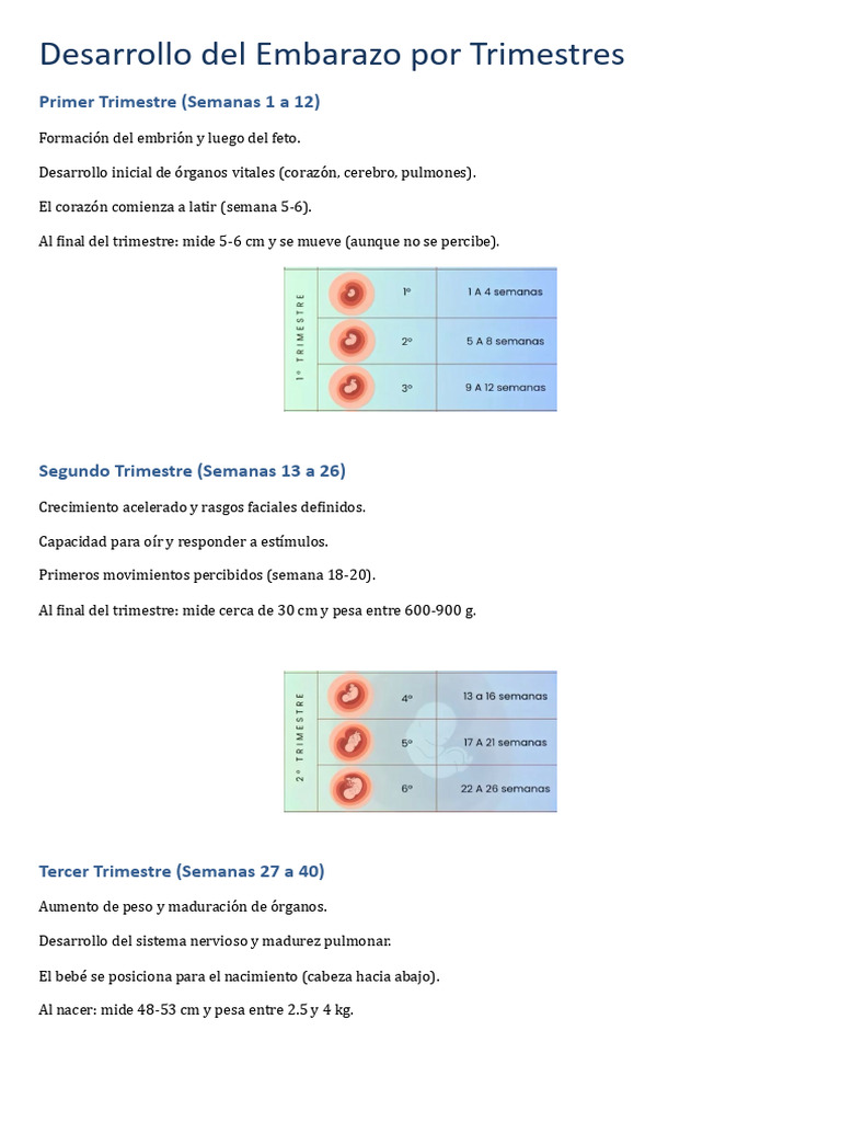 Desarrollo Embarazo Trimestres - Docx 20250430 082757 0000 | PDF