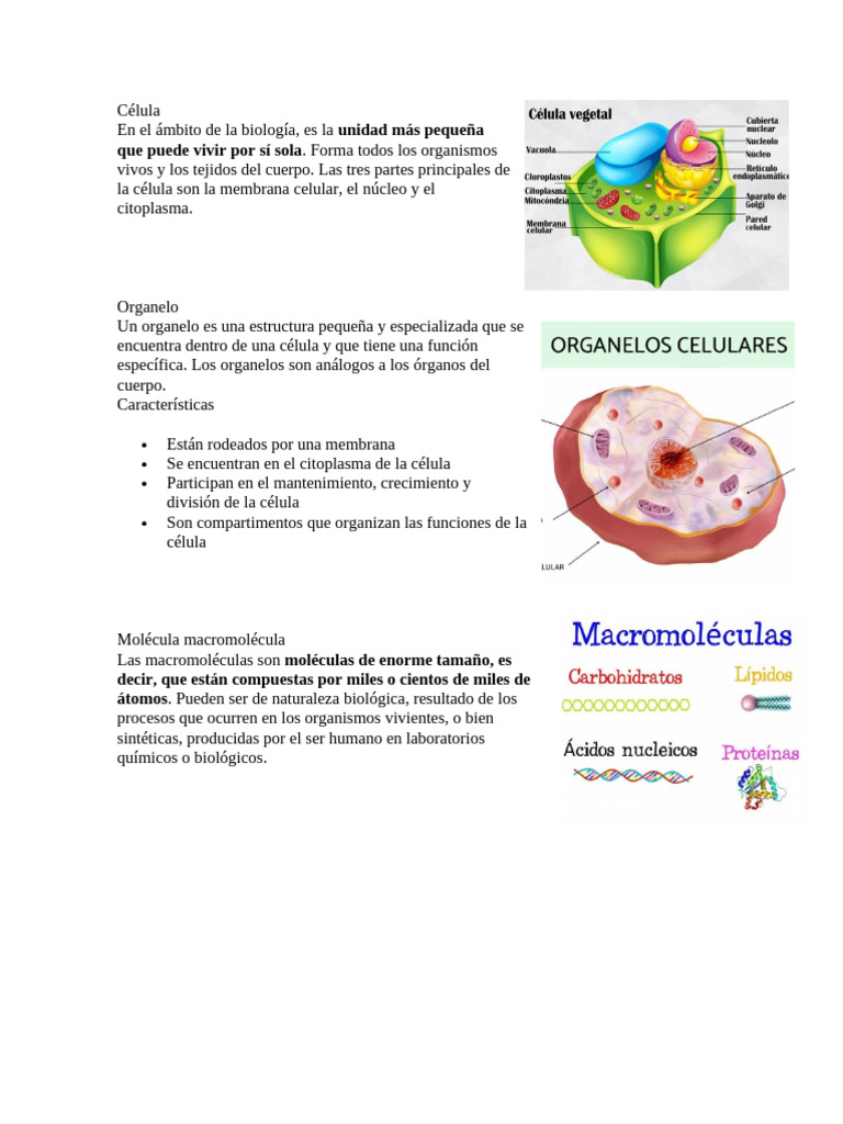 Estructura y funciones de organelos celulares | PDF