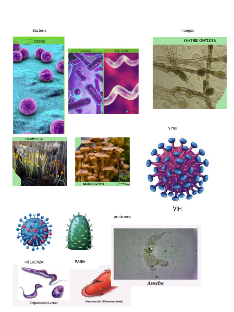 Bacteria Hong Os | PDF