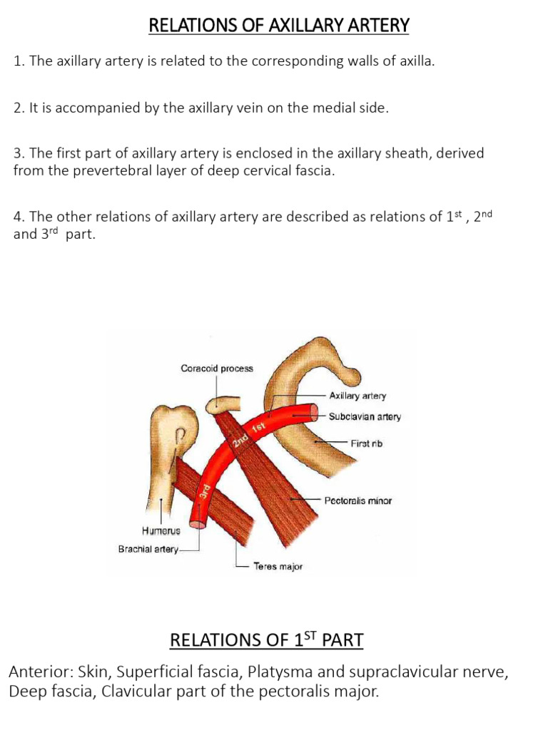 Relations of Axillary Artery | PDF | Human Anatomy | Limbs (Anatomy)