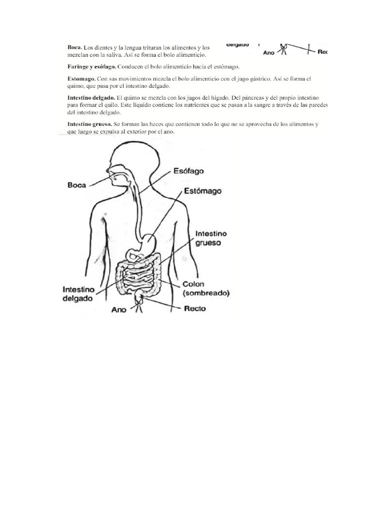 Documento1.Docxel Sitema Digestivo | PDF