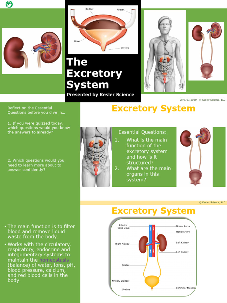Excretory System Presentation | PDF | Kidney | Urine