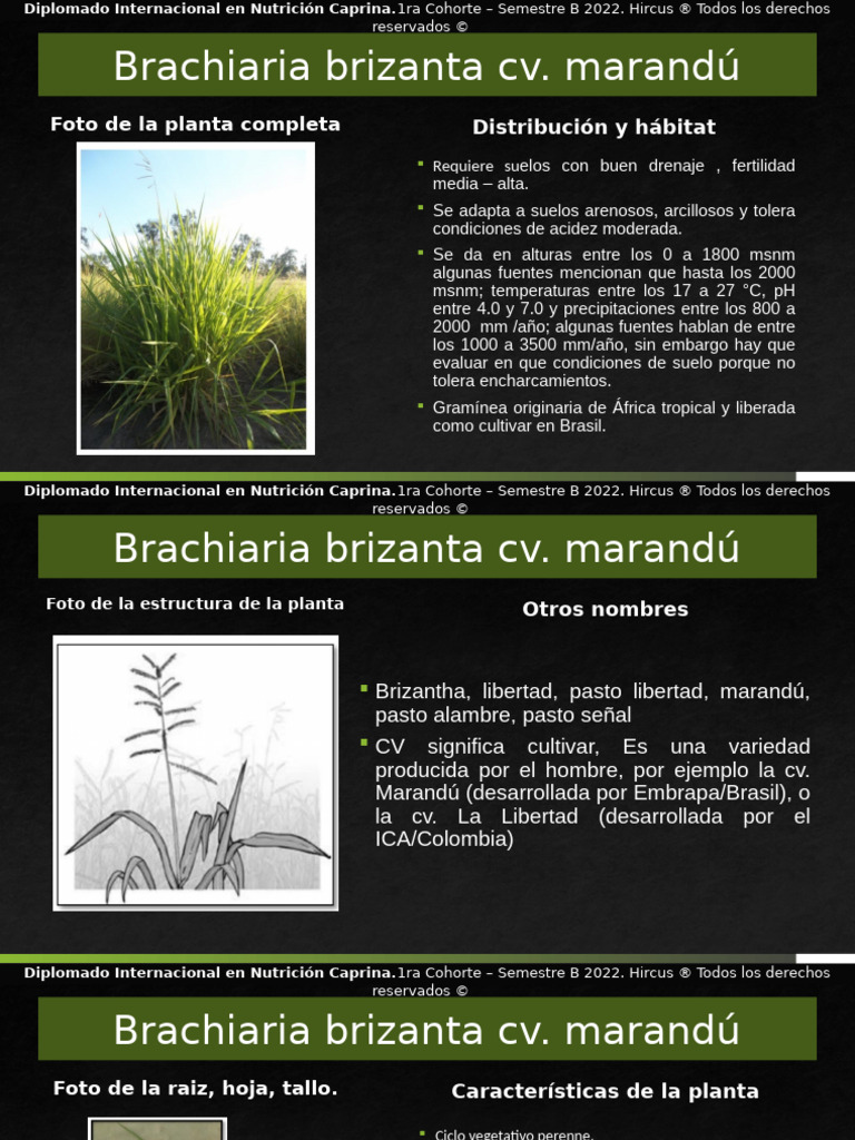 Brachiaria Brizanta CV Marandú | PDF | Pasto | Raíz