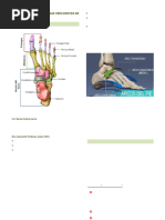 RX de Pie | PDF | Pie | Extremidades (anatomía)