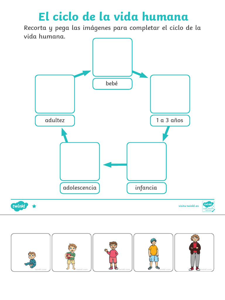 Actividades del Ciclo de Vida Humana | PDF