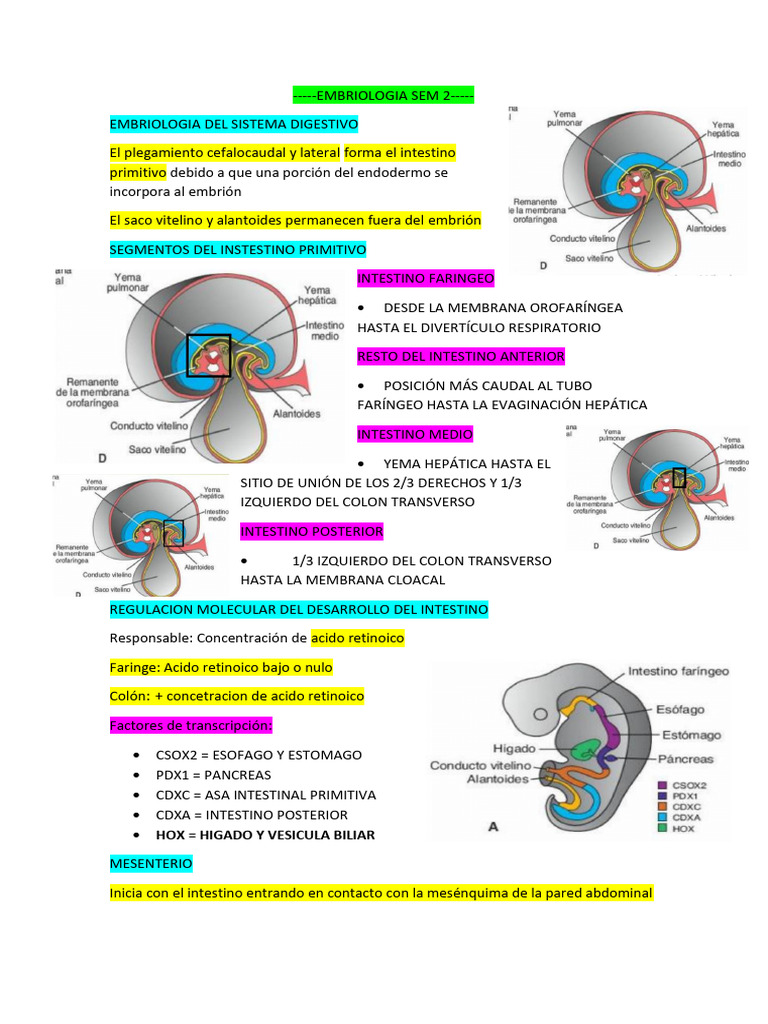Resumen Embriologia Sem 2 Pdf Abdomen Estómago