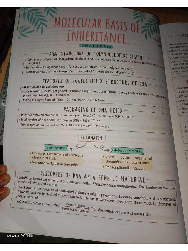 Molecular Basis of Inheritance Short Notes | PDF