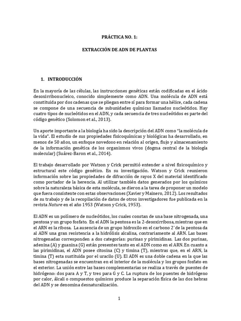 Extracción de ADN de Cebolla y Banano | PDF | Adn | Nucleótidos