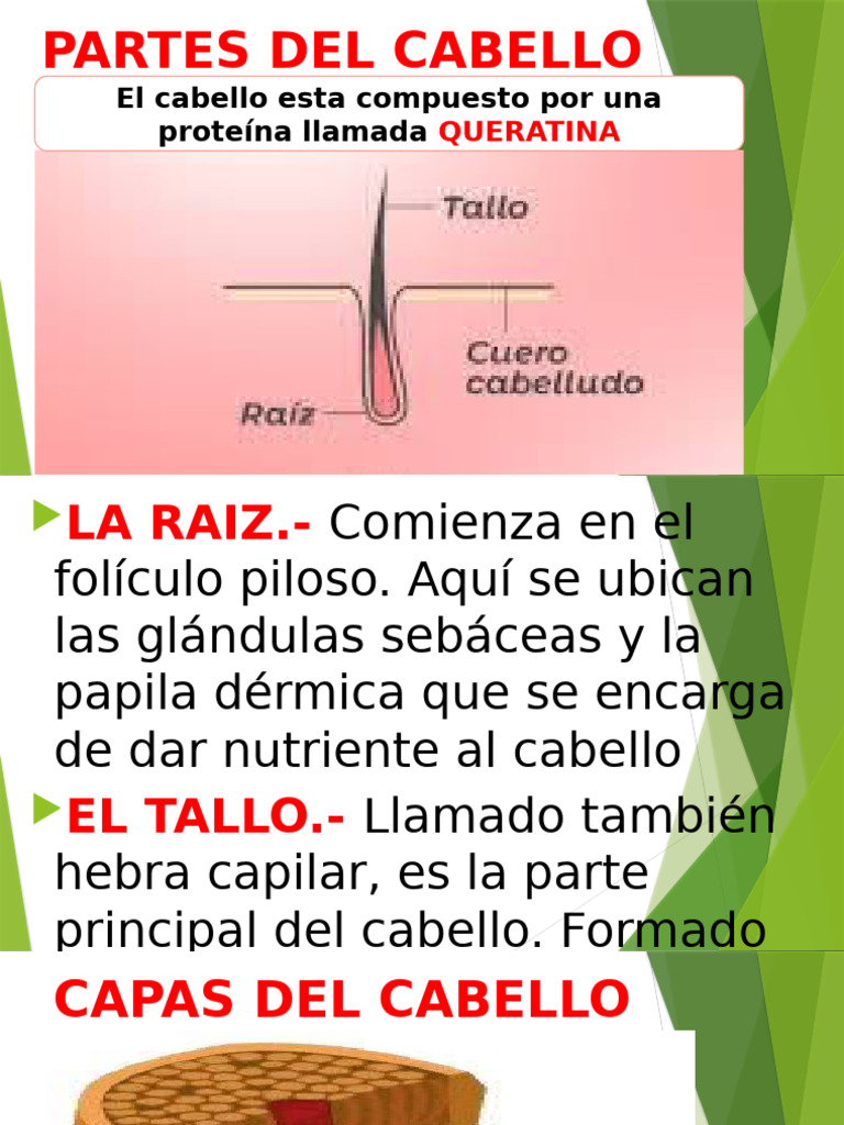 Partes Del Cabello | PDF | Pelo | Perdida de cabello