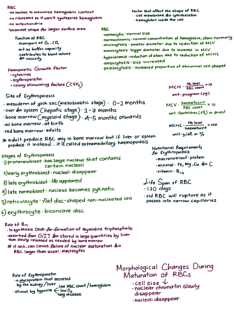 Physiology - RBC | PDF