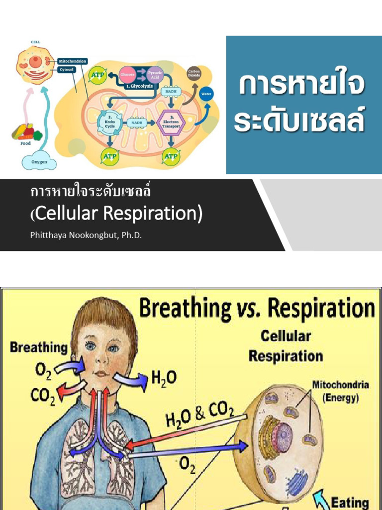 Cellular Respiration Explained: ATP Production | PDF | Cellular ...