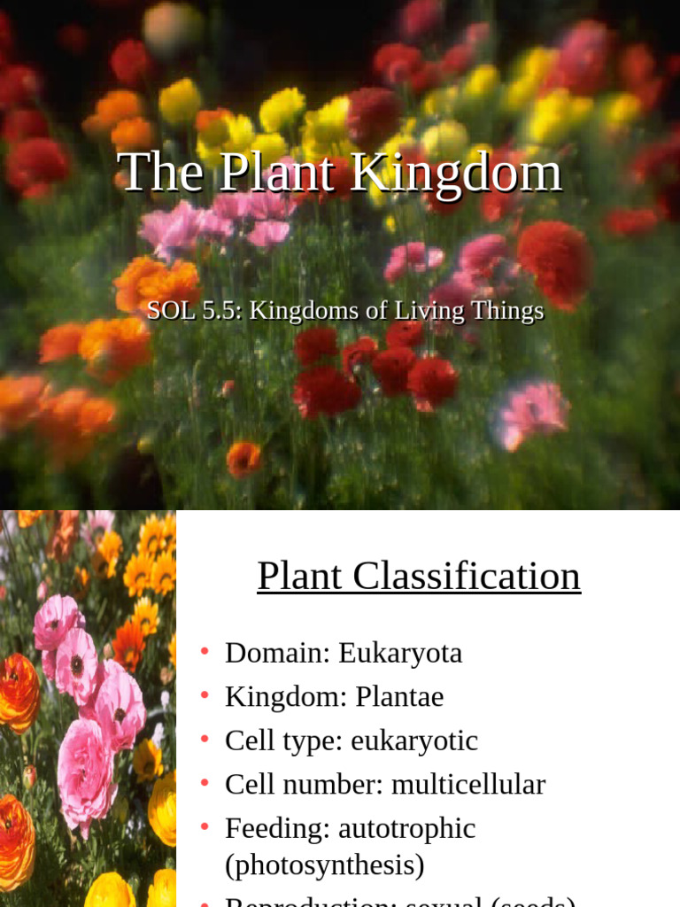 B102 C Plant Kingdom Ppt-1 | PDF