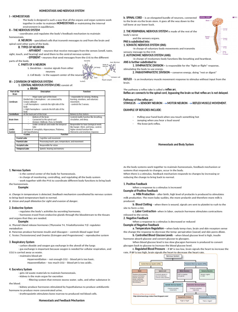 Homeostasis and Nervous System Rat Review | PDF | Central Nervous ...