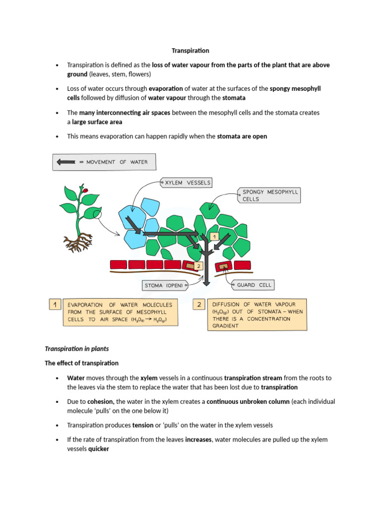 Transpiration | PDF