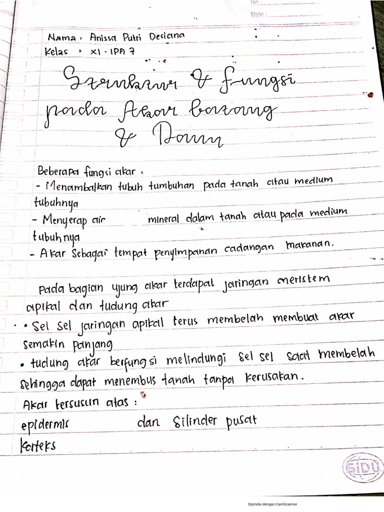 Struktur Dan Fungsi Pada Akar Batang Dan Daun | PDF