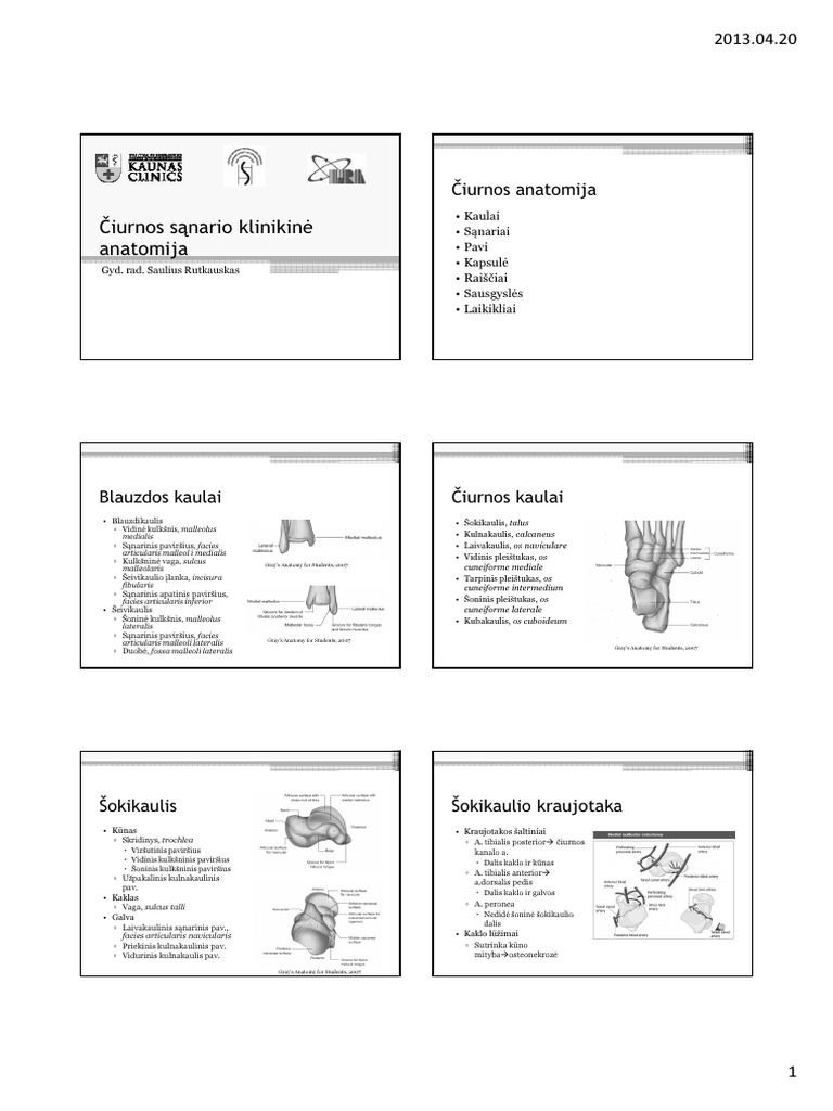 1 - Čiurnos Sąnario Klinikinė Anatomija 2 | PDF