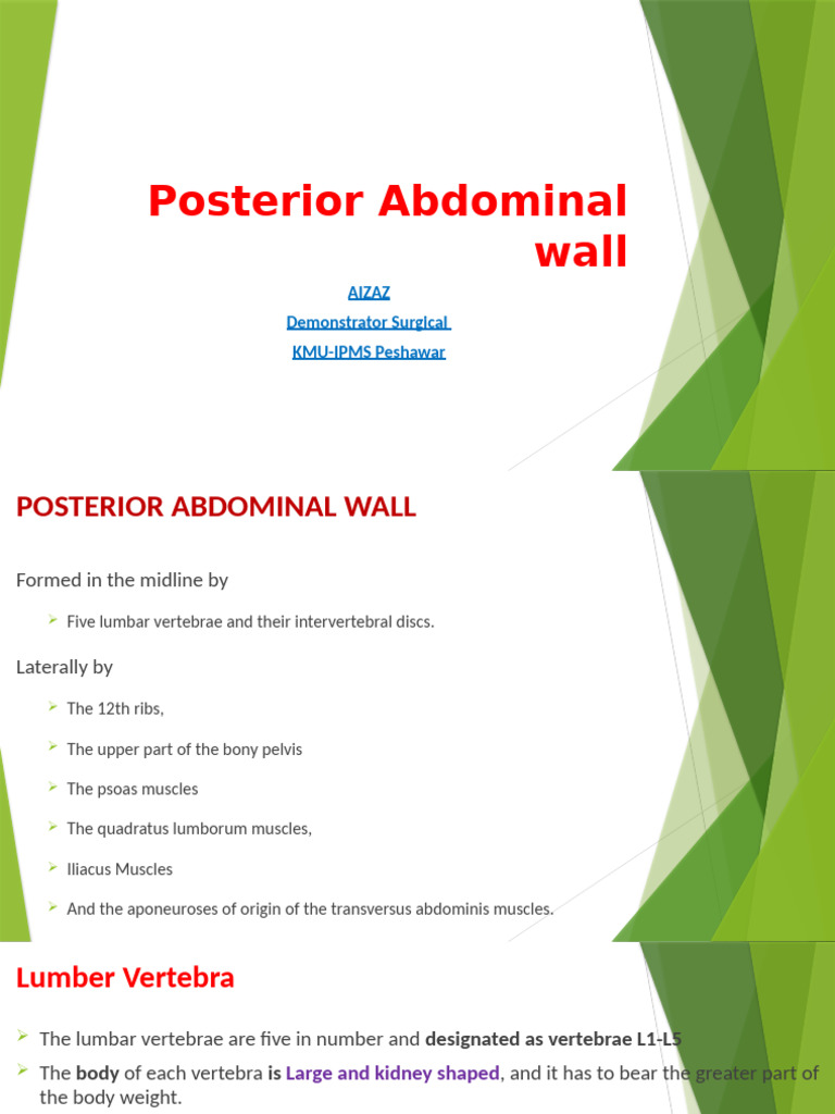 Anatomy Lec 16 (Posterior Abdominal Wall) | PDF | Vertebra | Vertebral ...