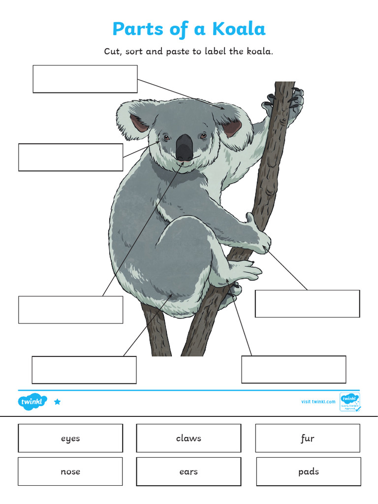 T t2 101 Parts of A Koala Activity Sheets Activity Sheets Ver 2 | PDF