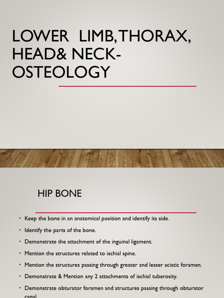 Osteology of Lower Limb and Thorax | PDF | Vertebra | Pelvis