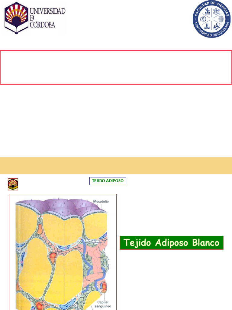 T6-Tejido Adiposo | PDF | Tejido adiposo | Tejido (biología)