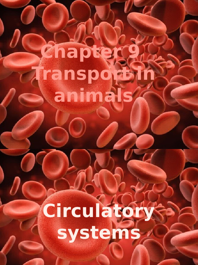 IG C.9 Transport in Animal | PDF | Heart Valve | Atrium (Heart)