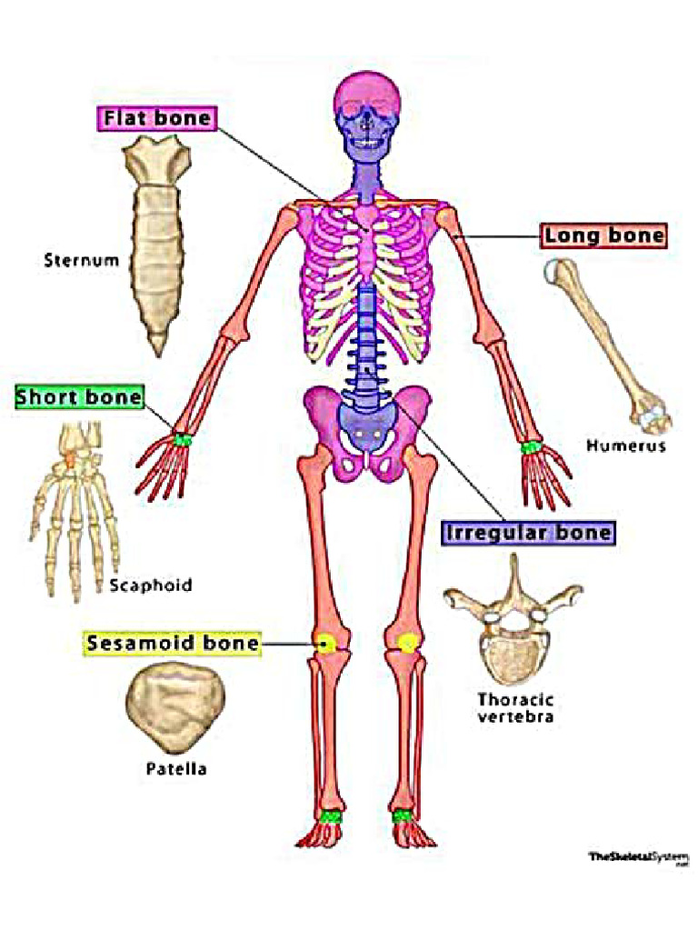 Type of Bones | PDF