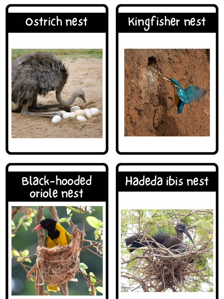 Bird Nest Flashcards | PDF
