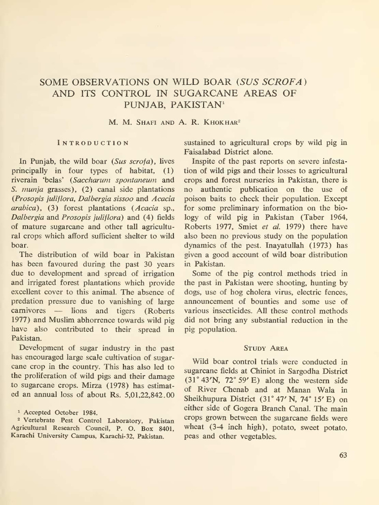 Wild Boar Problem Pakistan | PDF | Wild Boar | Sugarcane