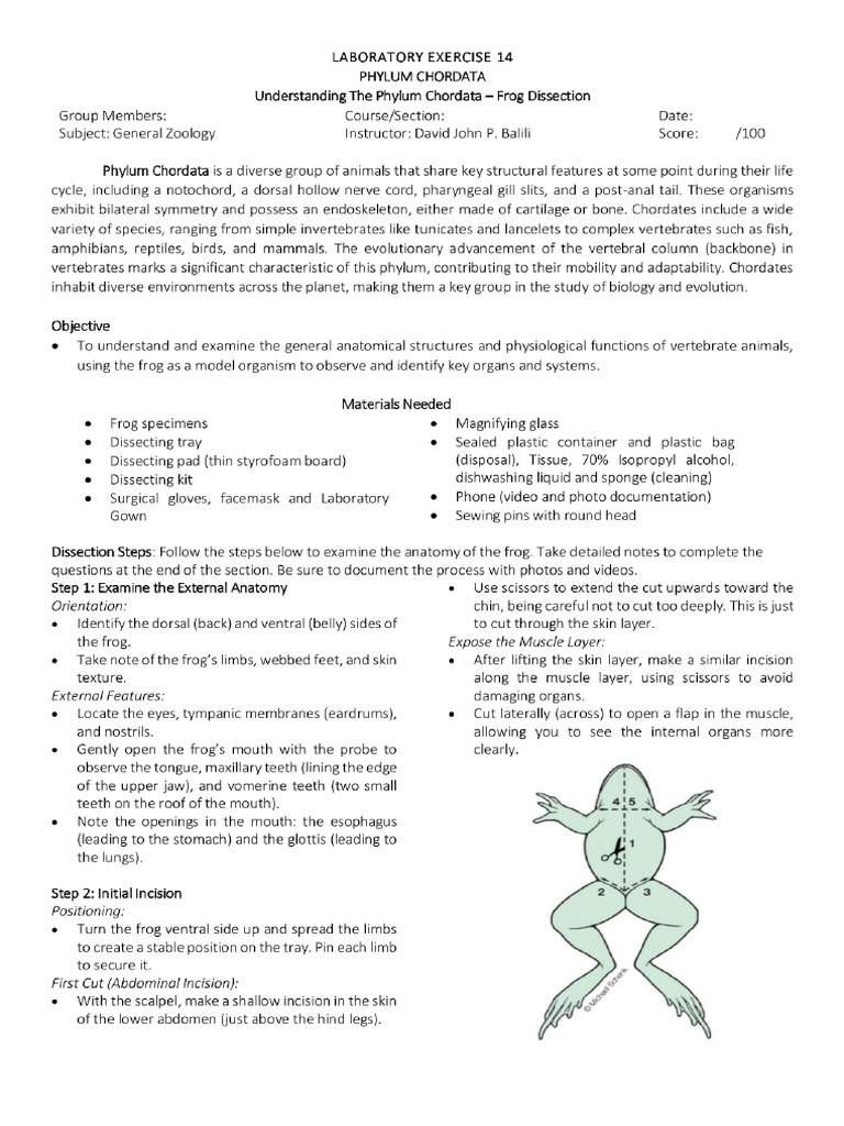 Zoology Lab Exercise 14 BIO Chordata | PDF