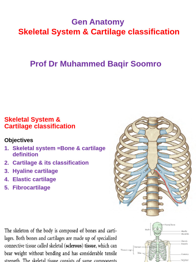 GA. 2024. Cartilage Classification SL 29 DR Baqir | PDF | Cartilage | Bone