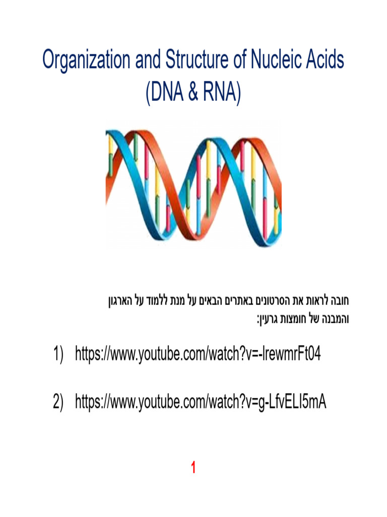 D DNA Structure Transcription Translation 2019 - 20 | PDF