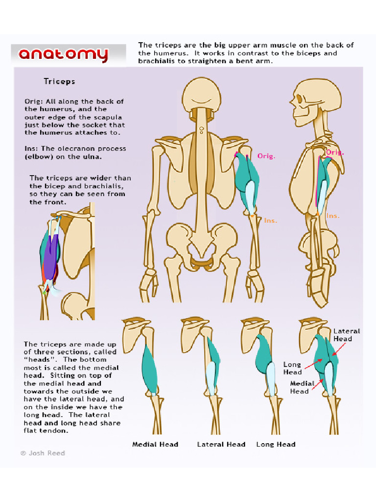 Triceps Group | PDF
