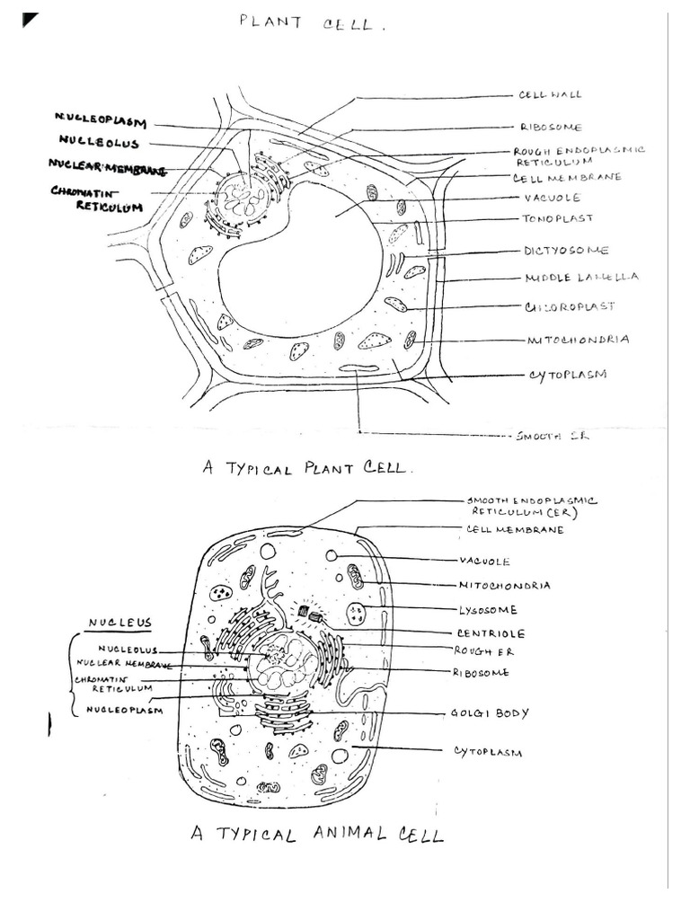 Plant Cell and Animal Cell | PDF