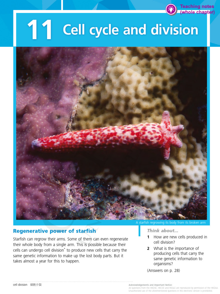 Starfish Regeneration and Cell Division | PDF | Meiosis | Mitosis