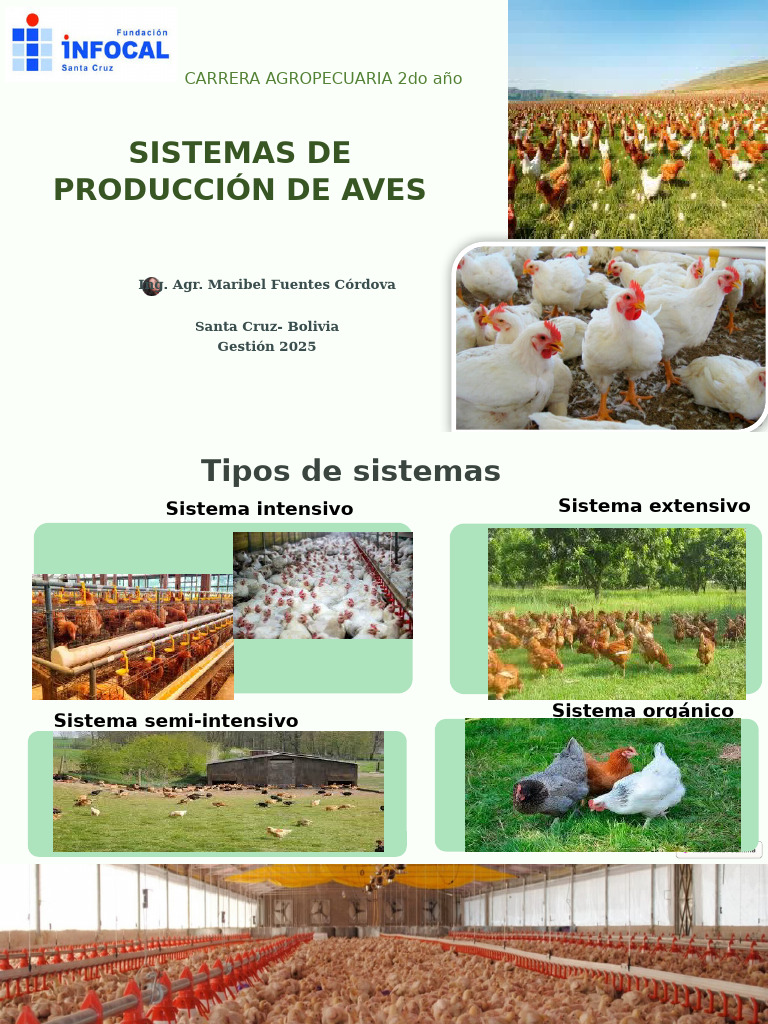 3.sistemas de Produccion de Aves 1 | PDF | Alimentos | Aves