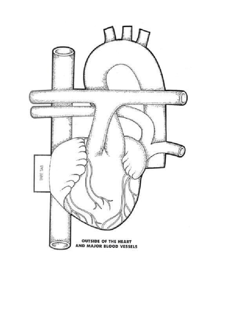 Heart and Lungs Cut Outs | PDF | Heart | Atrium (Heart)