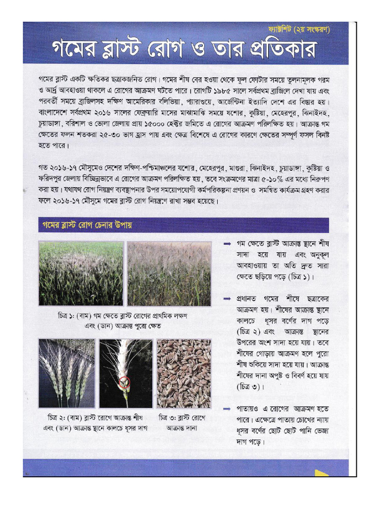 Wheat Blast Deseas | PDF