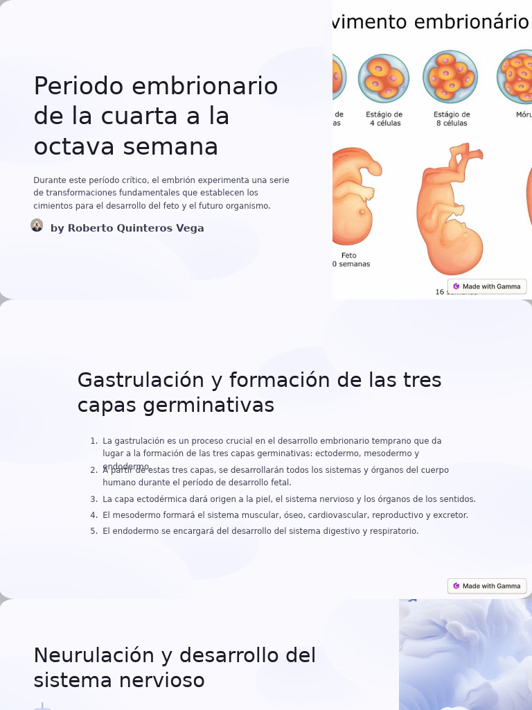 Periodo Embrionario de La Cuarta A La Octava Semana | PDF | Embrión | Gusto